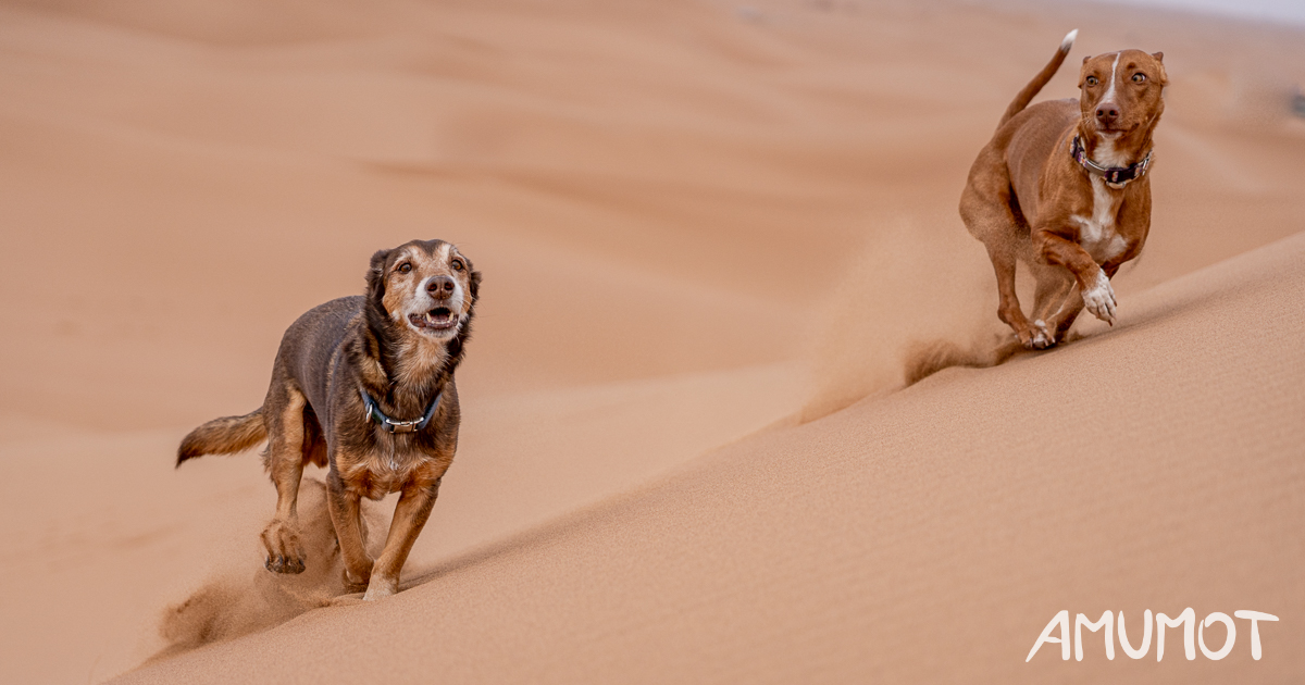 Wohnmobil 230V Batterie Ladegerät | AMUMOT SHOP